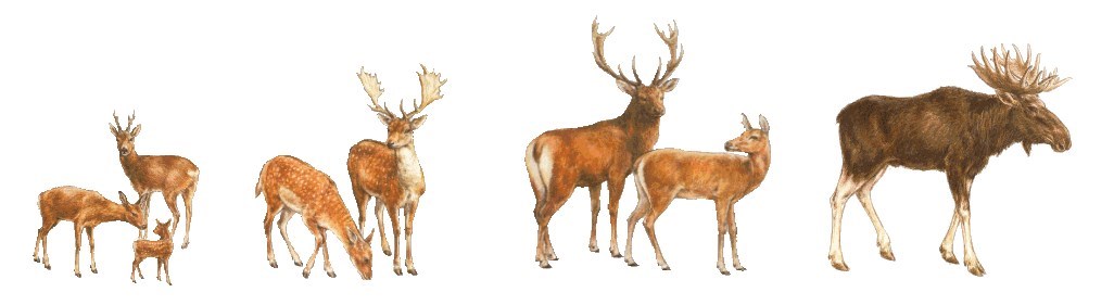 Is het ree een hert?