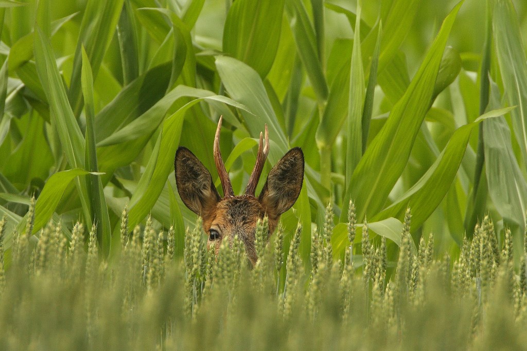 Het ree (Capreolus capreolus) | Kenniscentrum Reeën