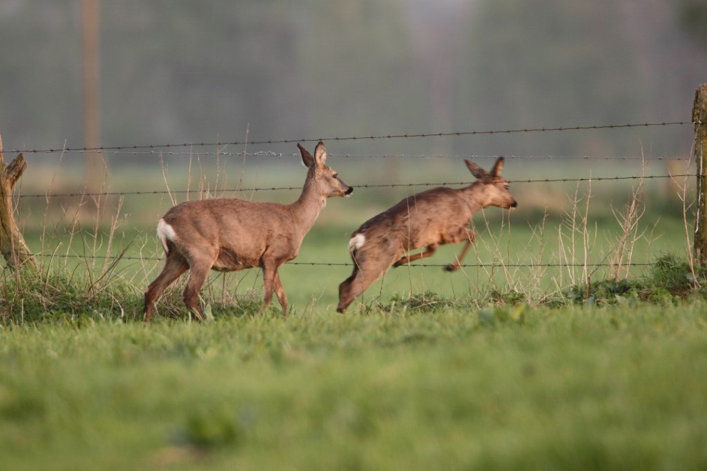 De vorm van het ree is perfect om te ontkomen aan predatoren