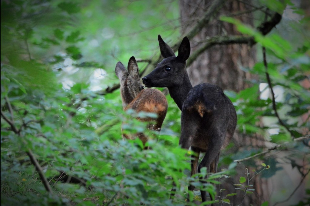 Zwarte reeën registratie - Kenniscentrum Reeën