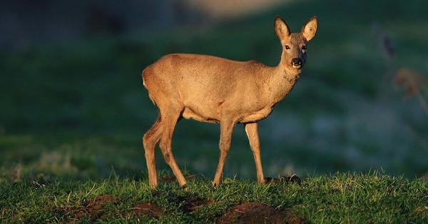Leeftijd bepalen van een ree