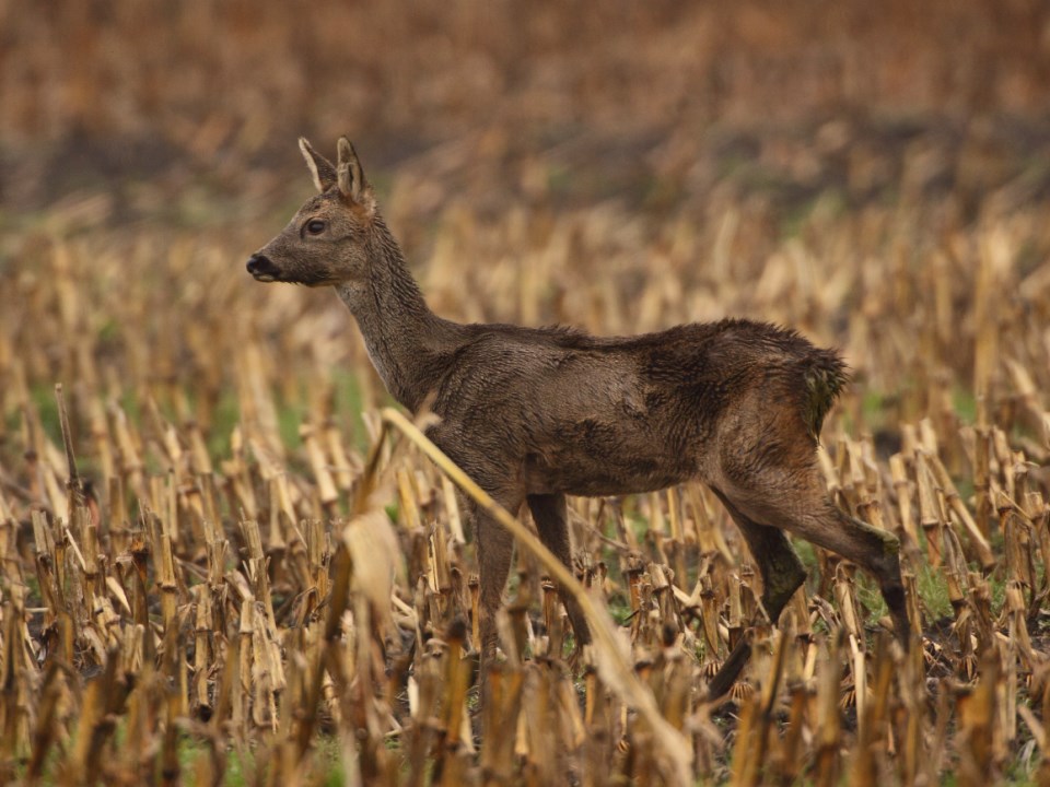 De sterfte onder reeën is ongeveer honderd procent van de aanwas