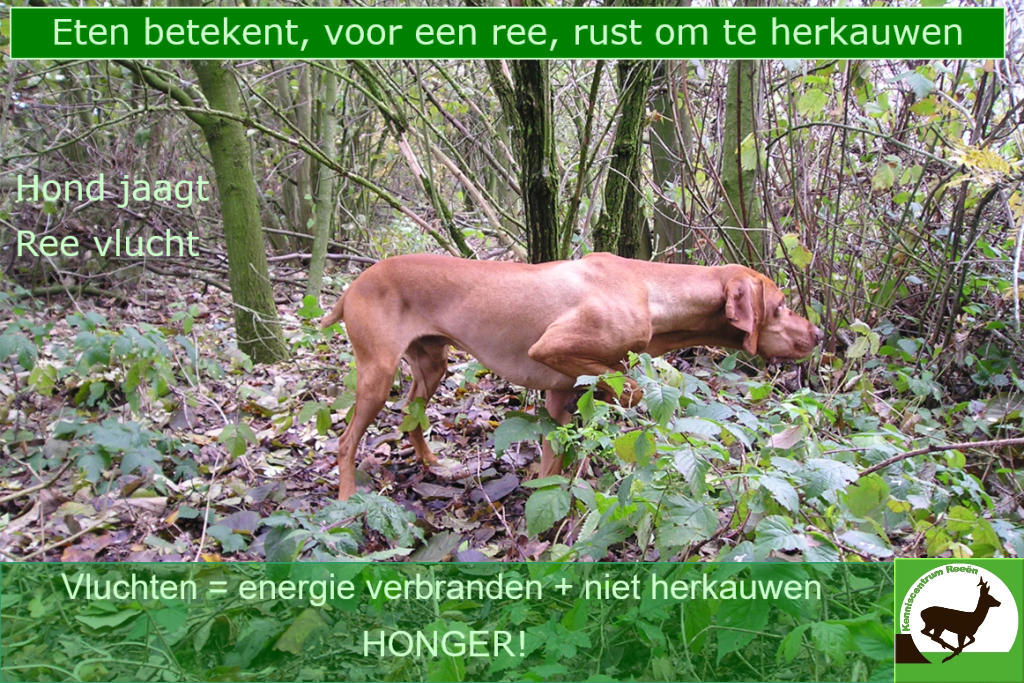 Leefgebied van het ree of de reeënpopulatie