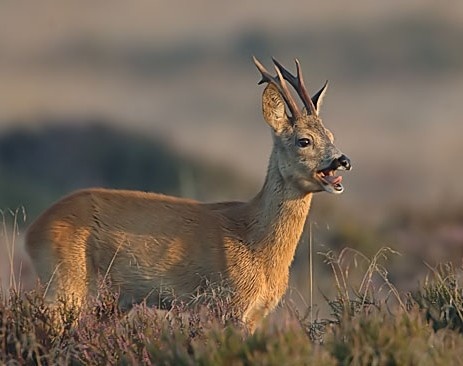 Geluiden van reeën worden maar zelden herkend