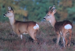 Geslachtsverhouding reeën