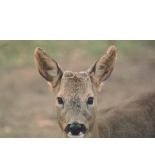 Gewei van het ree gaat over parels, stangen, rozen en enden