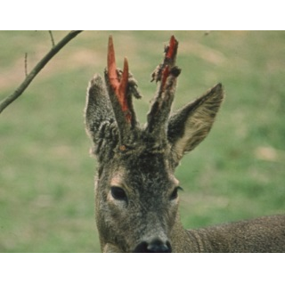 Gewei van het ree gaat over parels, stangen rozen en enden