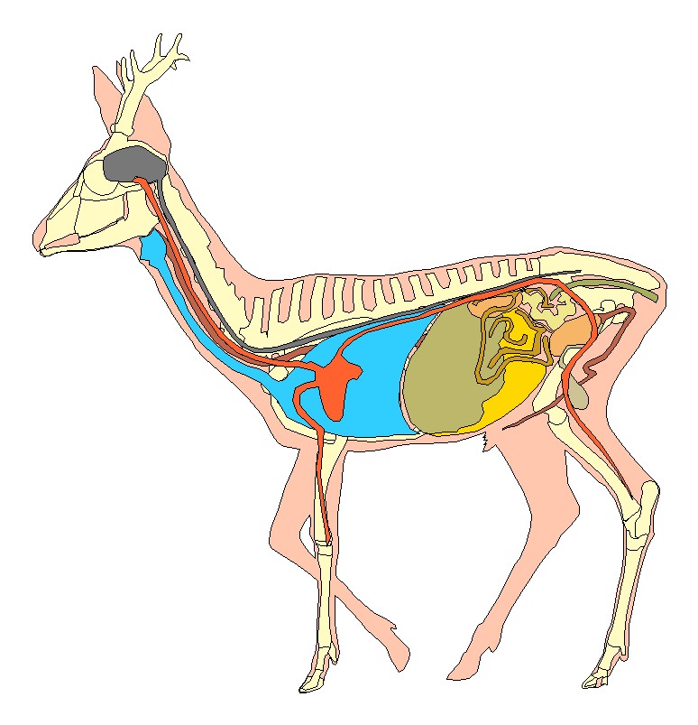 Het lichaam van het ree heeft kenmerken om te overleven