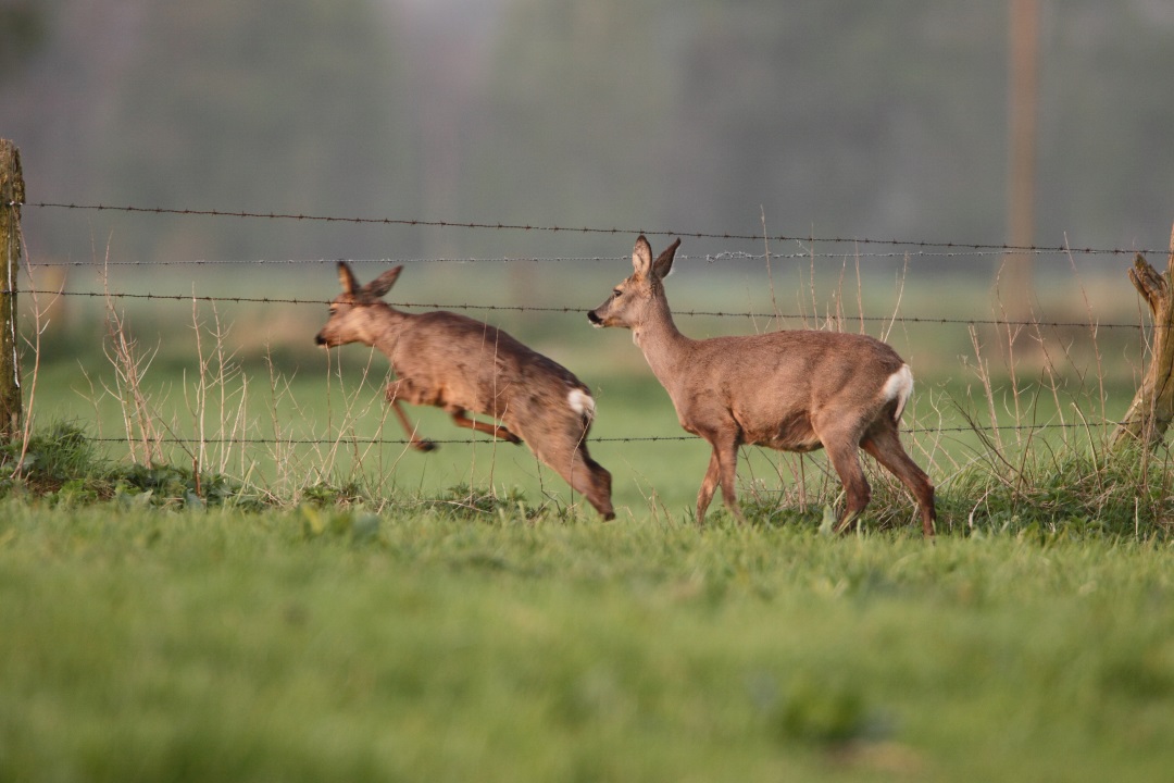 De vorm van het ree is perfect om te ontkomen aan predatoren