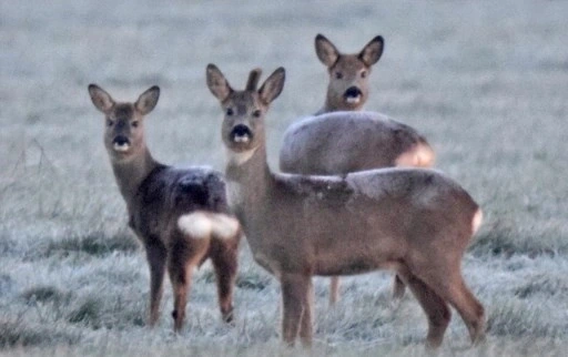 De vacht van het ree is meestal bruin en is een prima isolatie