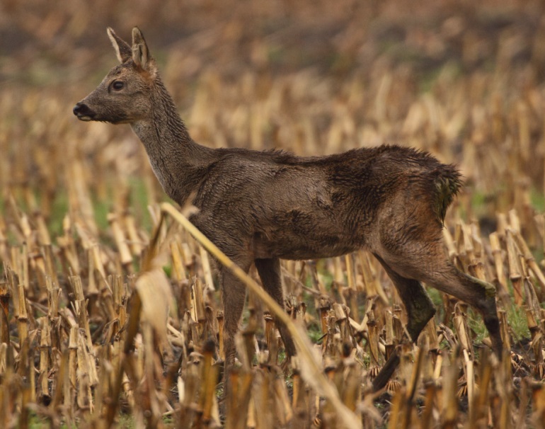 Ziekten en ongemakken bij reeën horen bij de natuur